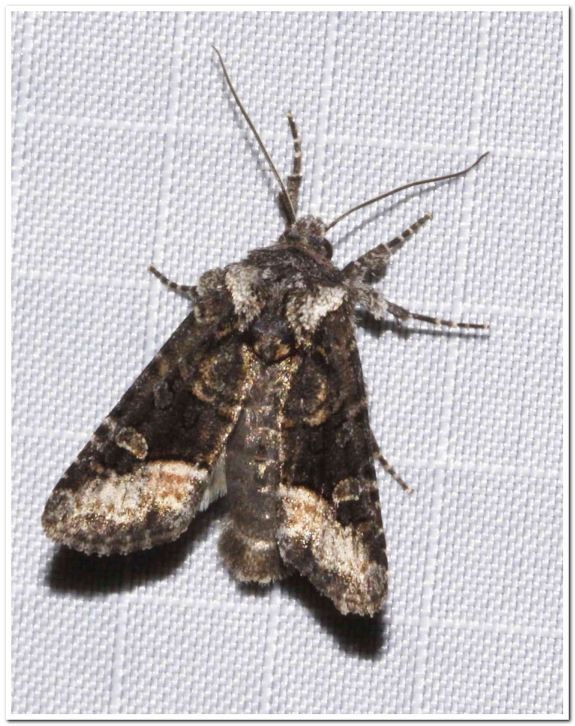 Olive Arches Moth from Le Rocher-Percé, QC, Canada on July 31, 2017 at ...