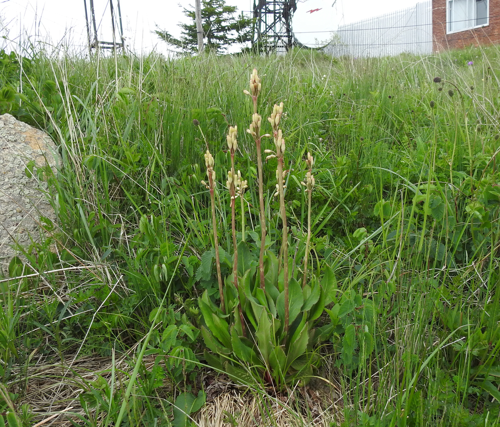 Primula maximowiczii from 中国河北省承德市兴隆县 on June 26, 2021 at 04:10 PM by ...