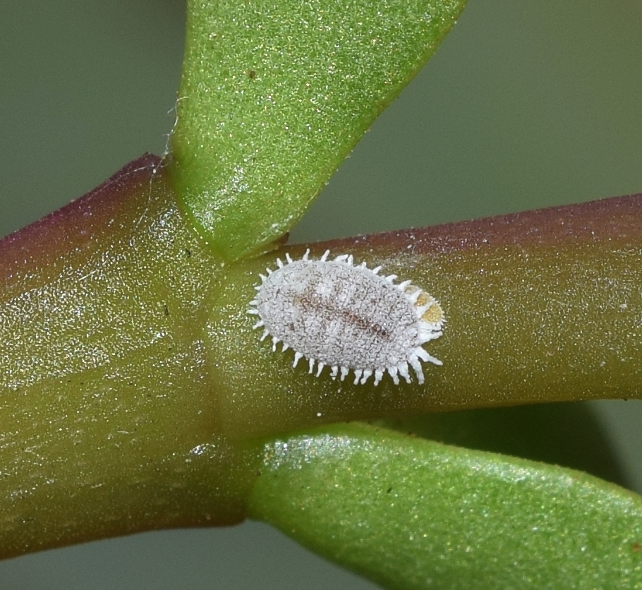 Planococcus citri (Risso, 1813)