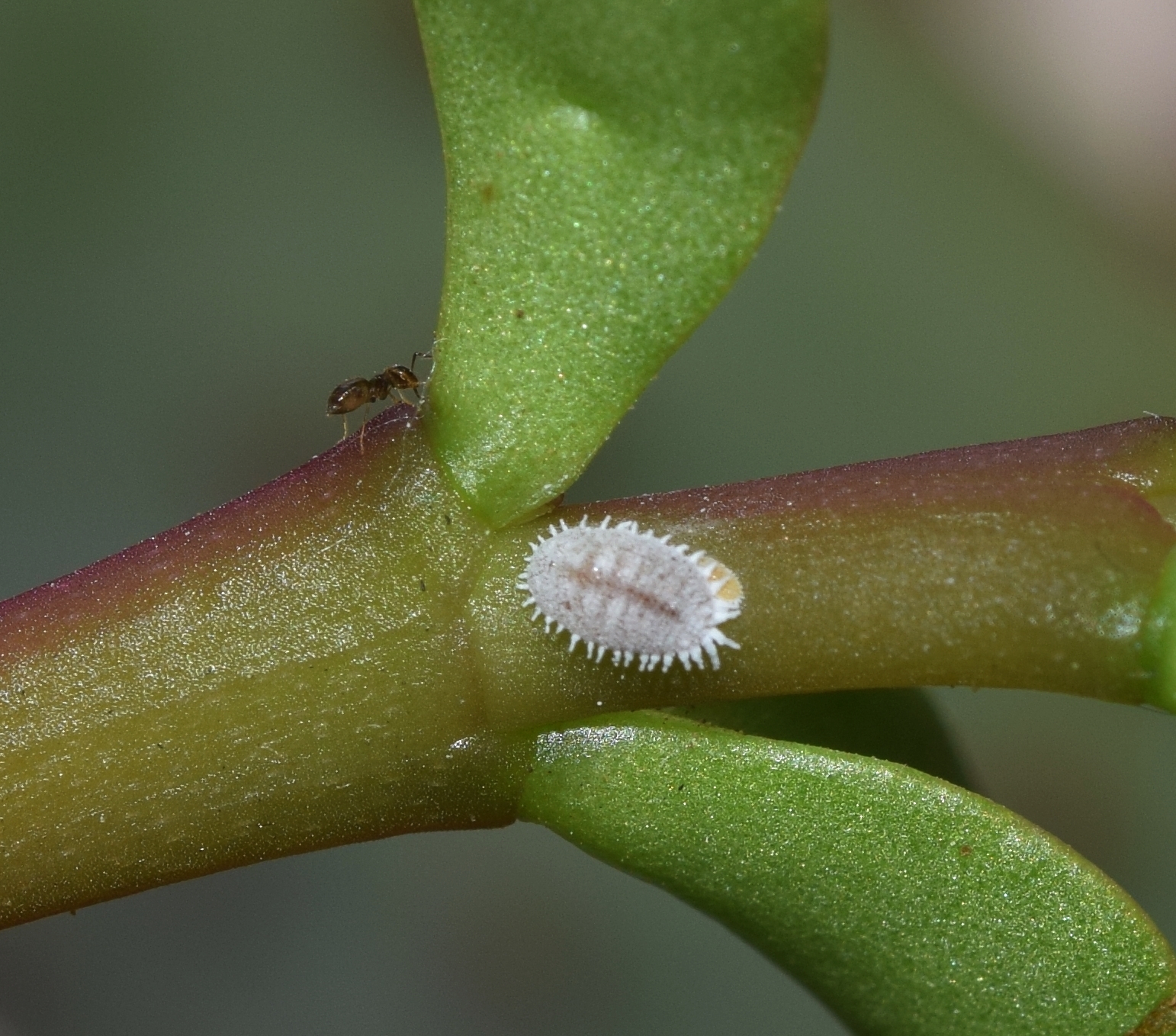 Planococcus citri (Risso, 1813)