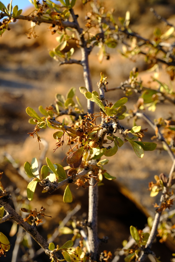 Puzzle Bush from Namakwa District Municipality, South Africa on May 04 ...