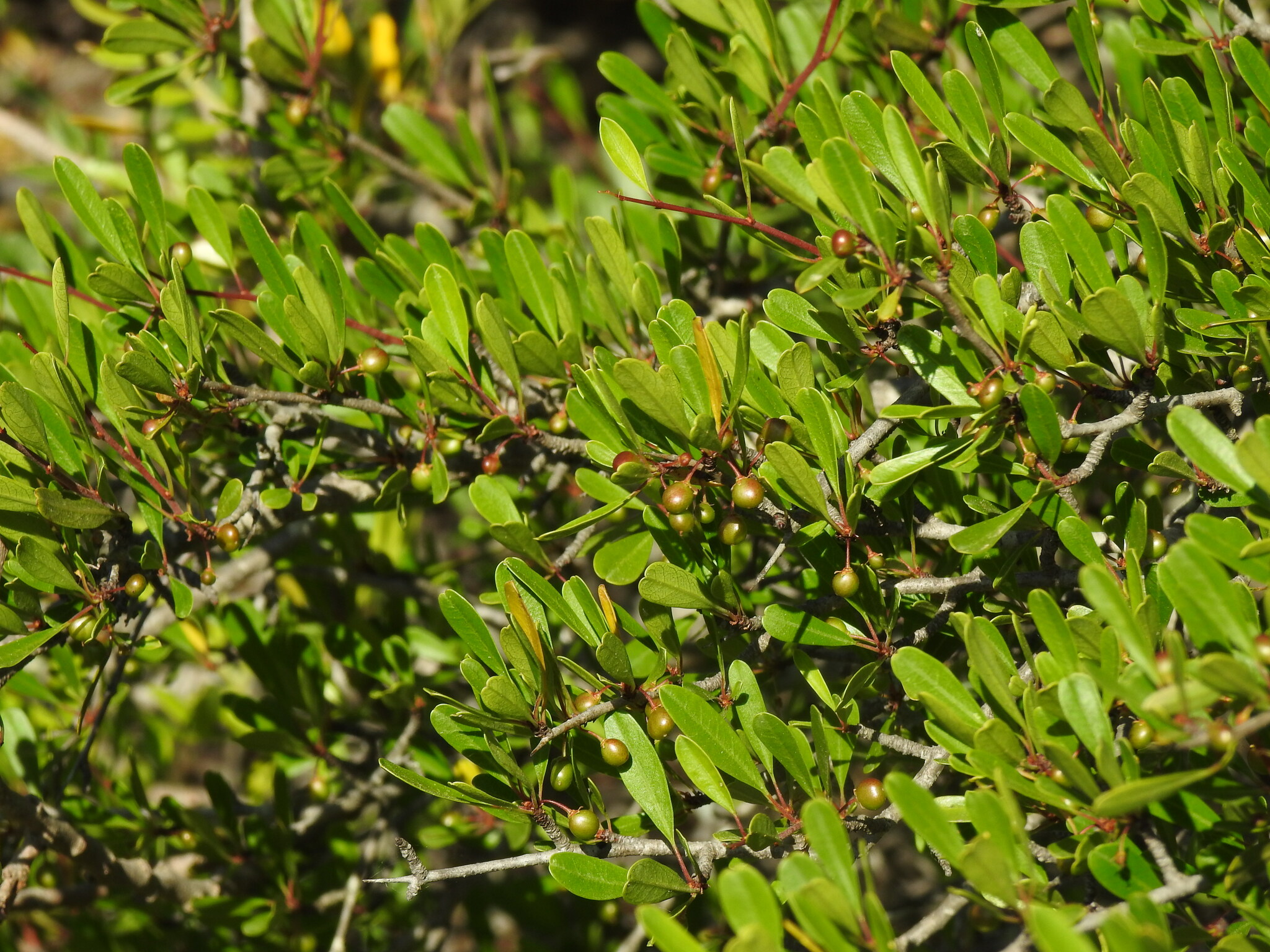 Rhamnus oleoides L.