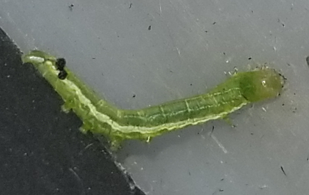 Veiled Ear Moth from Laurel Run, PA, USA on May 9, 2023 at 07:37 PM by ...