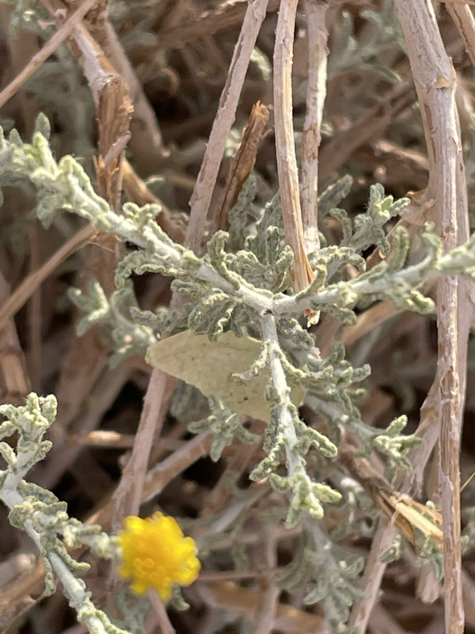 Pulicaria undulata (L.) C.A.Mey.