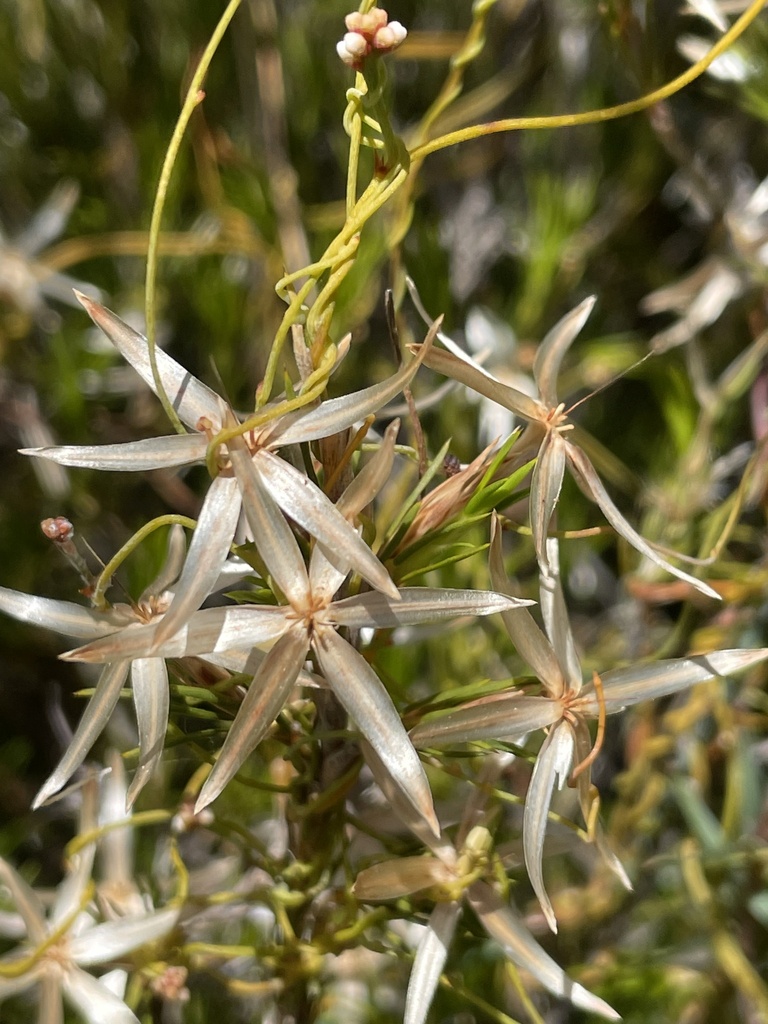 tinsel lilies (Calectasia) - Botanical Realm