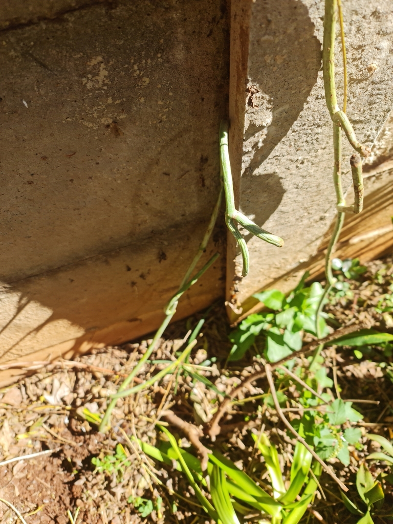 Caustic Vine from Carletonville, 2499, South Africa on May 10, 2023 at ...