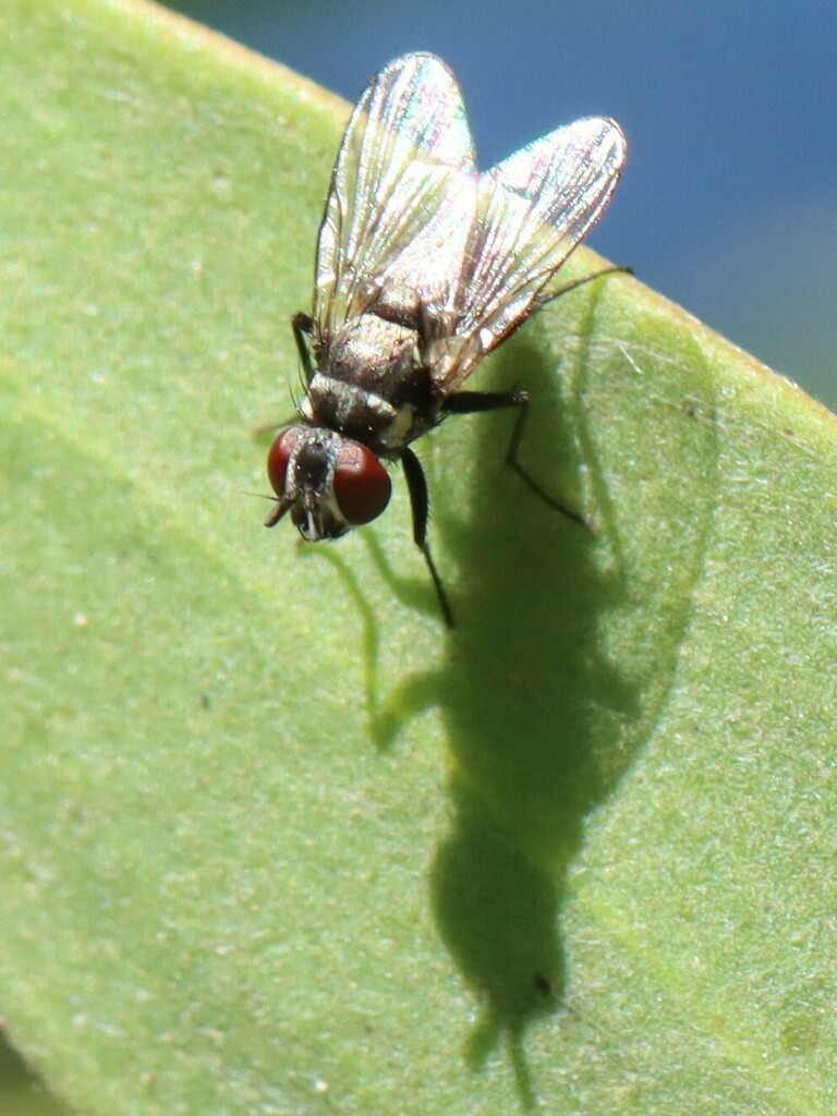 Stable Fly from Warrimoo NSW 2774, Australia on March 30, 2023 at 10:42 ...