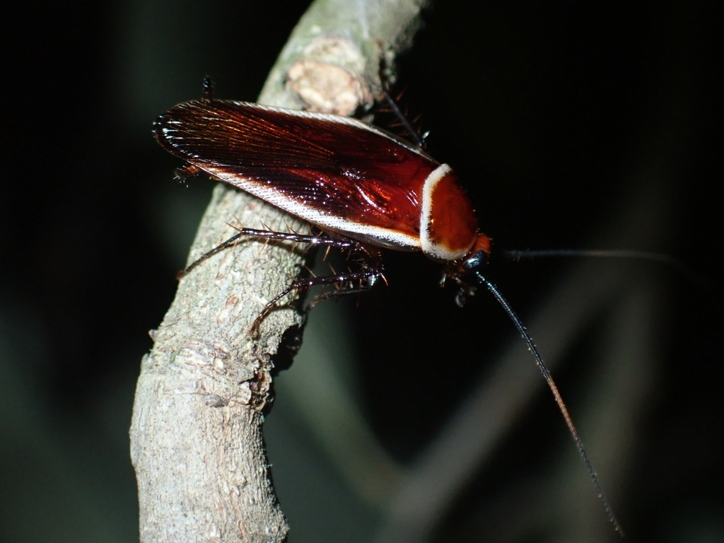 Pale-bordered Field Cockroach from Boulevard Oaks, Houston, TX, USA on ...