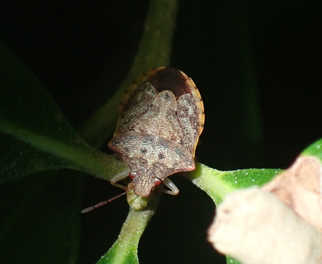 Dendrocoris humeralis from Boulevard Oaks, Houston, TX, USA on May 09 ...