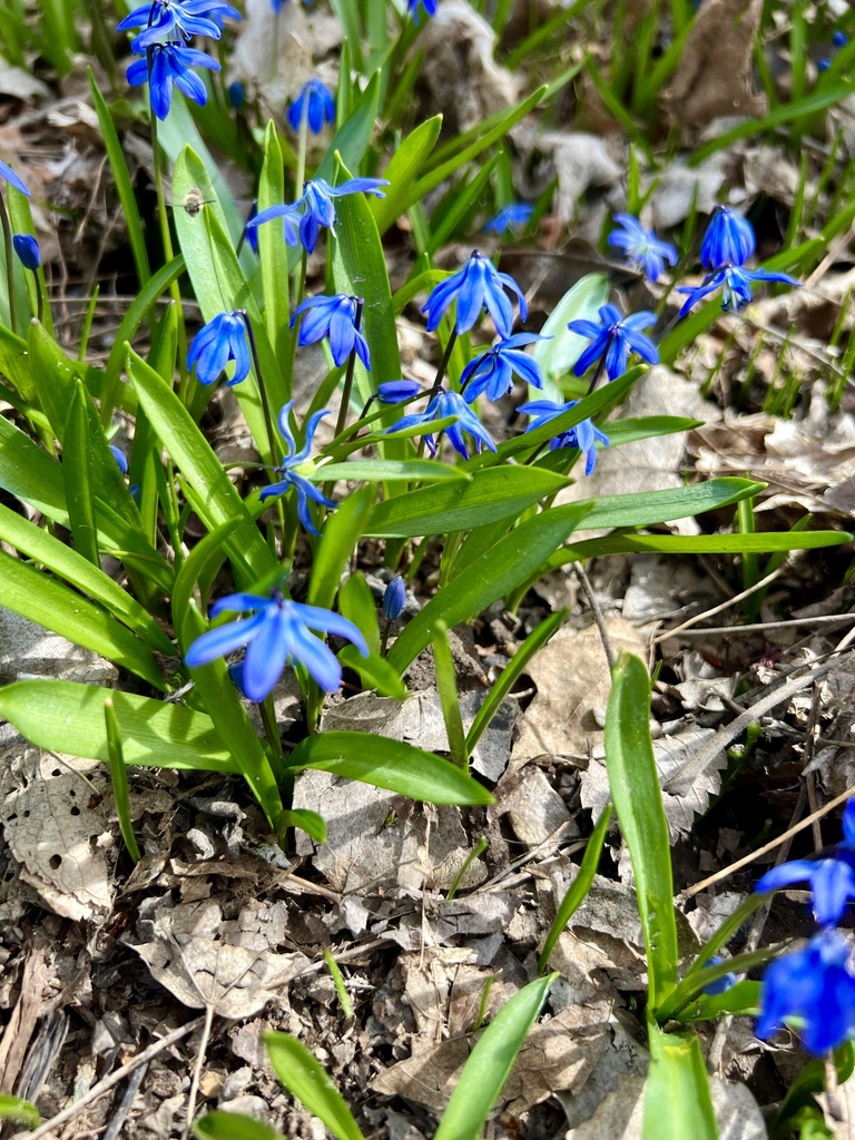 Siberian squill from Wildcat Den State Park, Muscatine, IA, US on April ...