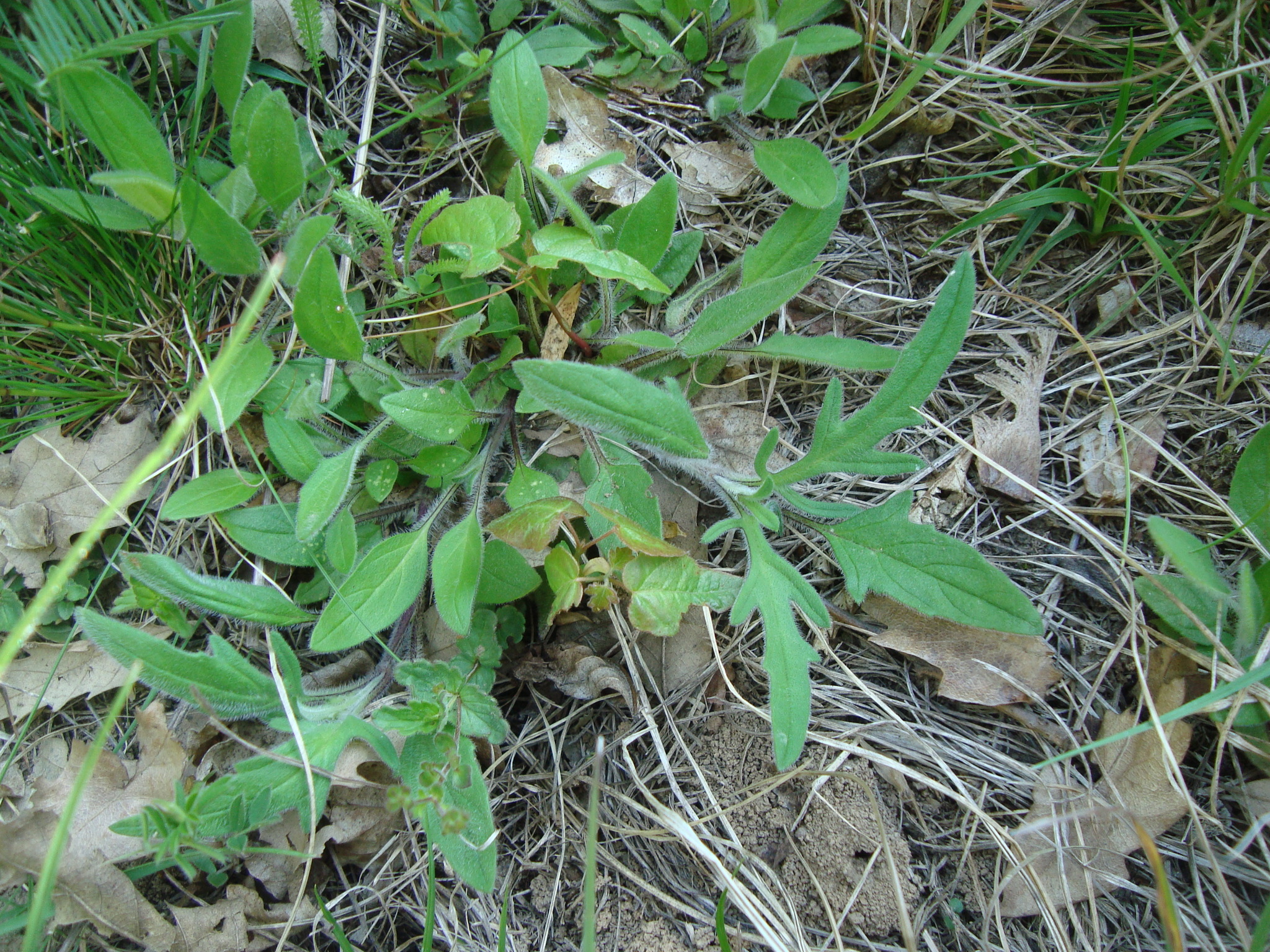 Prunella laciniata (L.) L.