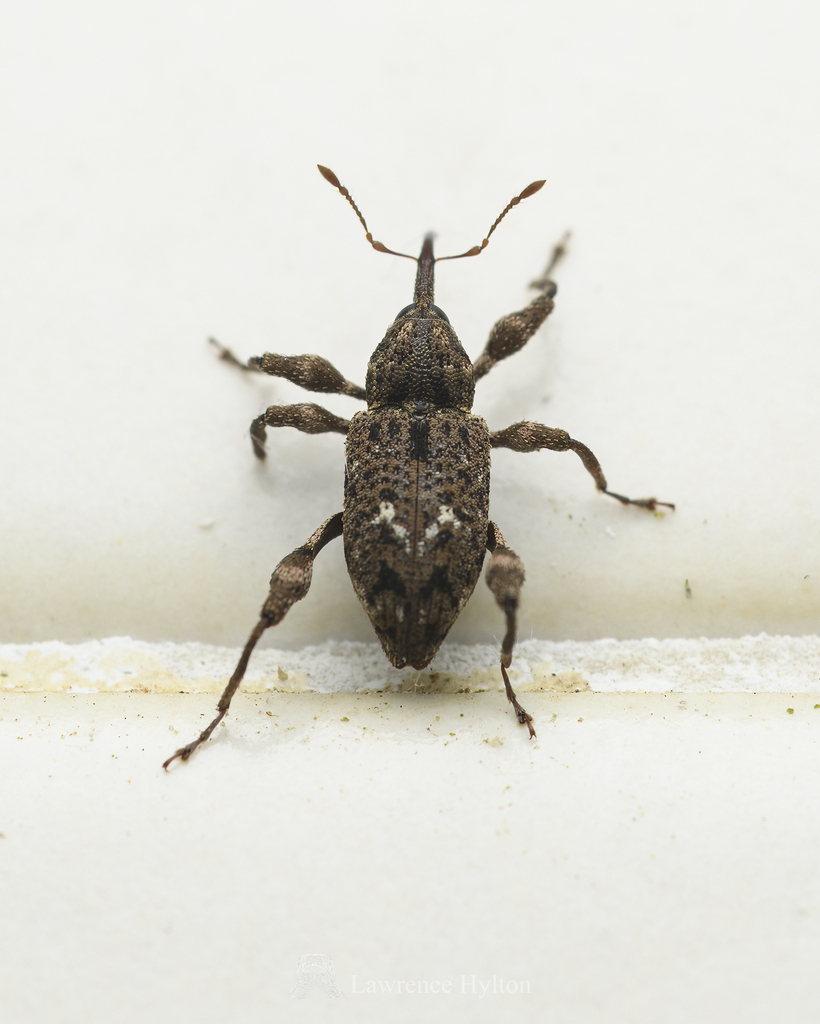 Acicnemis in April 2023 by Lawrence Hylton · iNaturalist