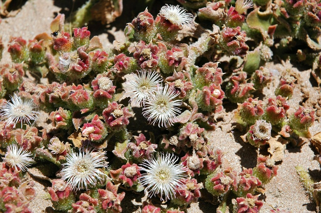 Crystalline ice plant from Cape Jervis SA 5204, Australia on January 14 ...