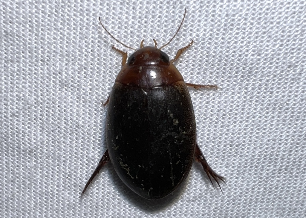 Graphoderus liberus from NW Seventh Pl, Gainesville, FL, US on May 7 ...