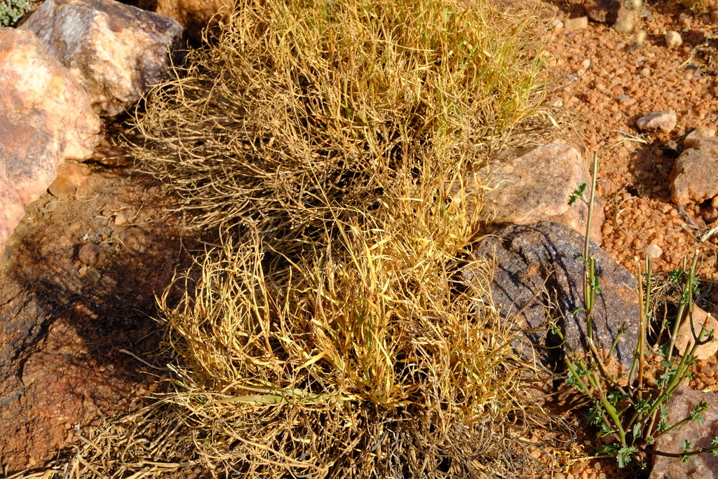 Tricholaena capensis in May 2023 by Nick Helme · iNaturalist