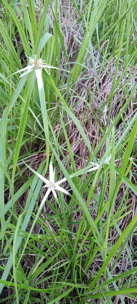 Something from Puerto López, Meta, Colombia on May 6, 2023 at 05:46 PM ...