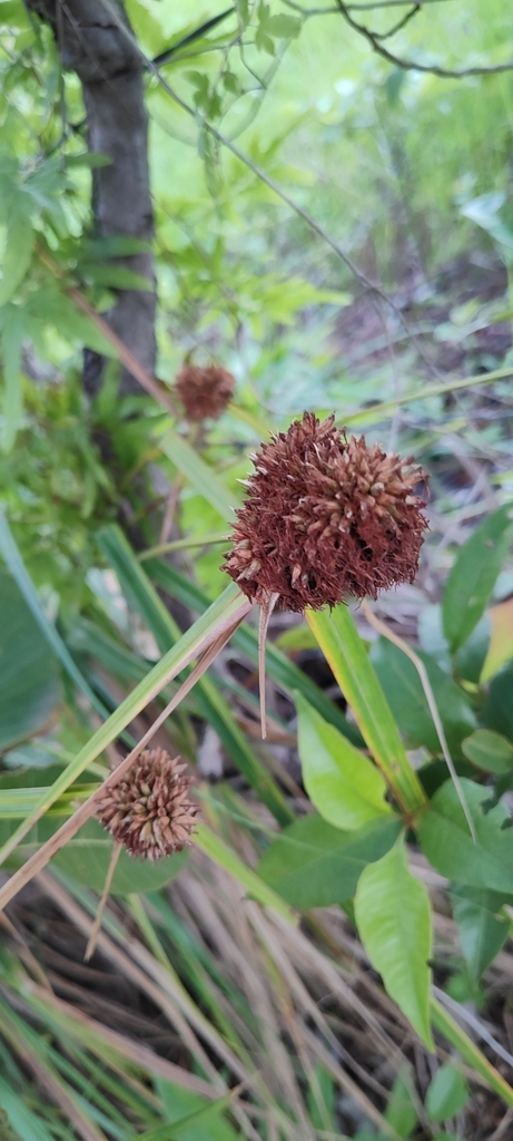 Something from Puerto López, Meta, Colombia on May 6, 2023 at 05:47 PM ...