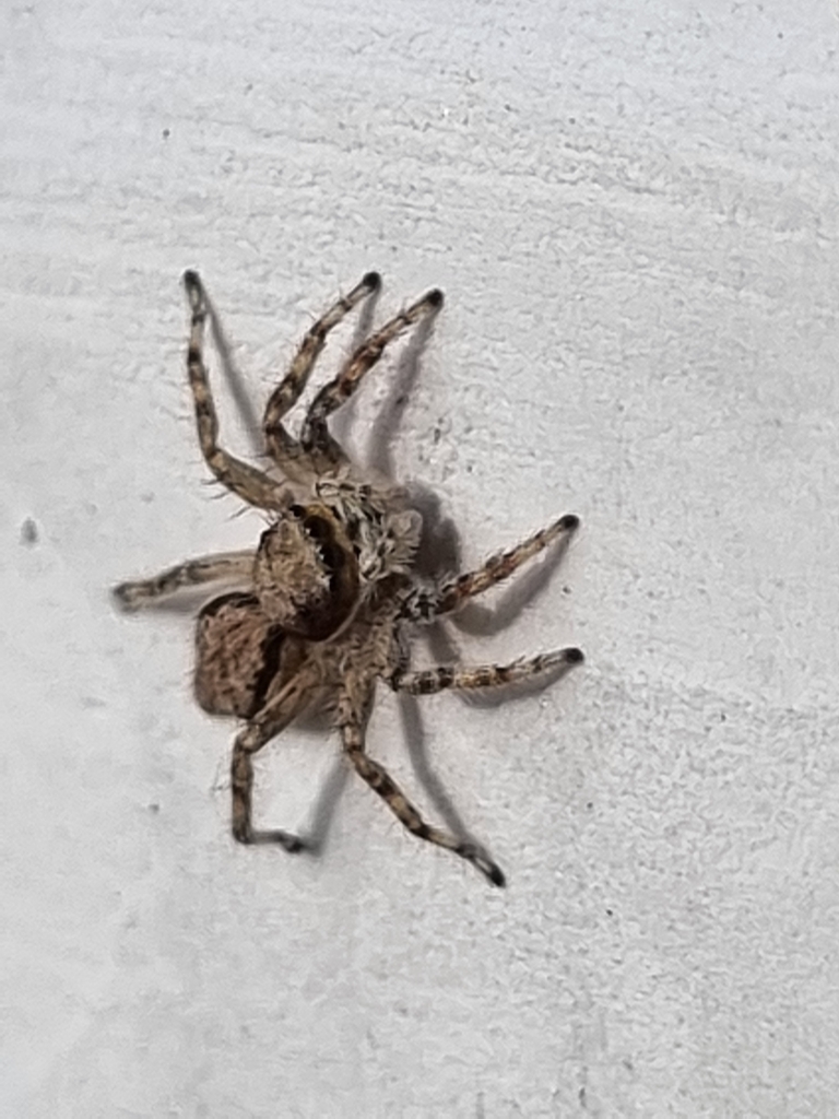 Gray Wall Jumping Spider from Lebrija, Santander, Colombia on May 10 ...