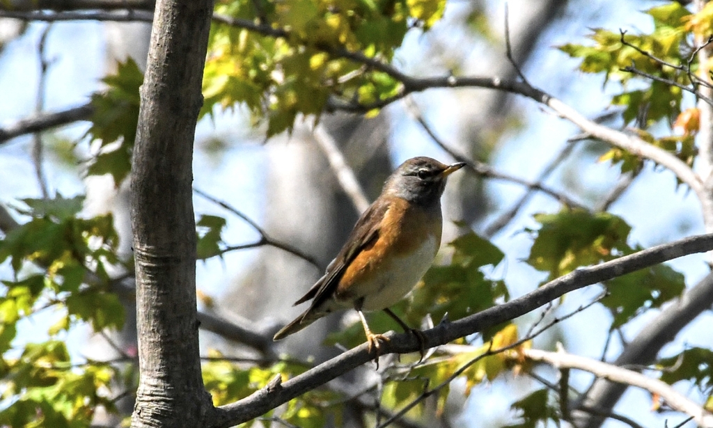 Eyebrowed Thrush from Приморский край, Россия, 690920 on May 10, 2023 ...
