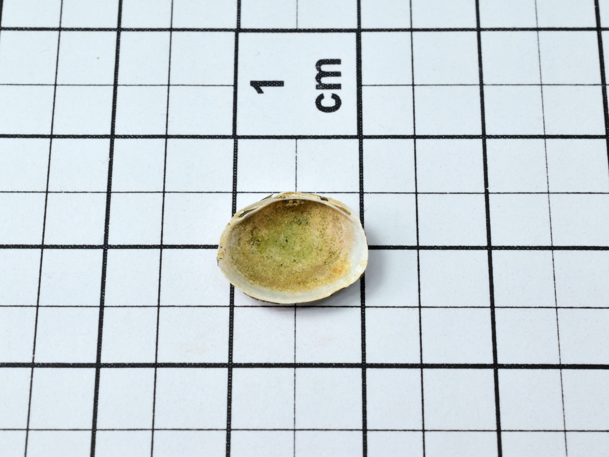 Sphaerium rivicola (Lamarck, 1818)