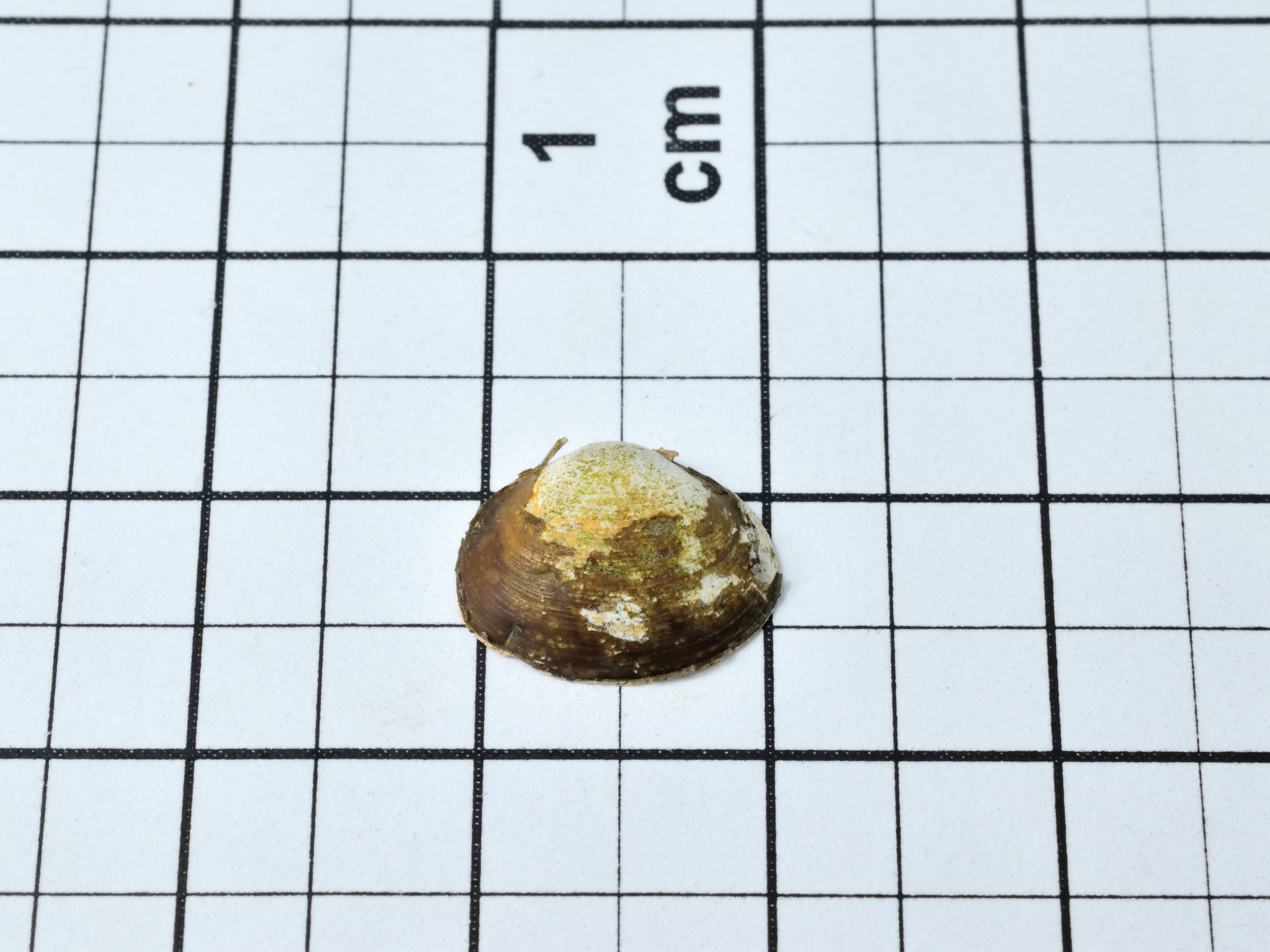 Sphaerium rivicola (Lamarck, 1818)