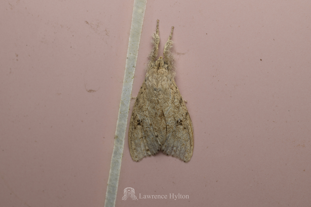 Calliteara angulata in April 2023 by Lawrence Hylton · iNaturalist