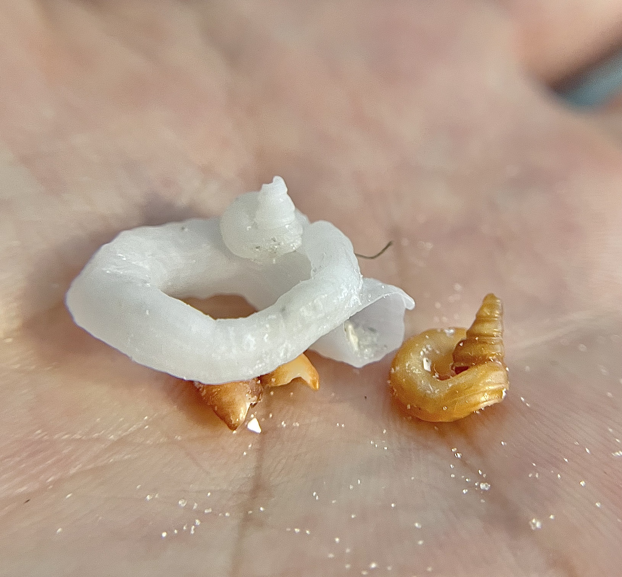 Vermicularia knorrii (Deshayes, 1843)