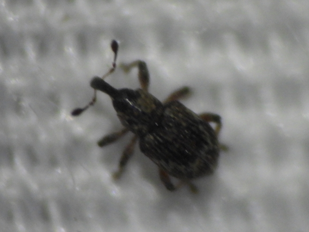 Duckweed Weevil from West Meadowbrook, Fort Worth, TX, USA on May 9 ...
