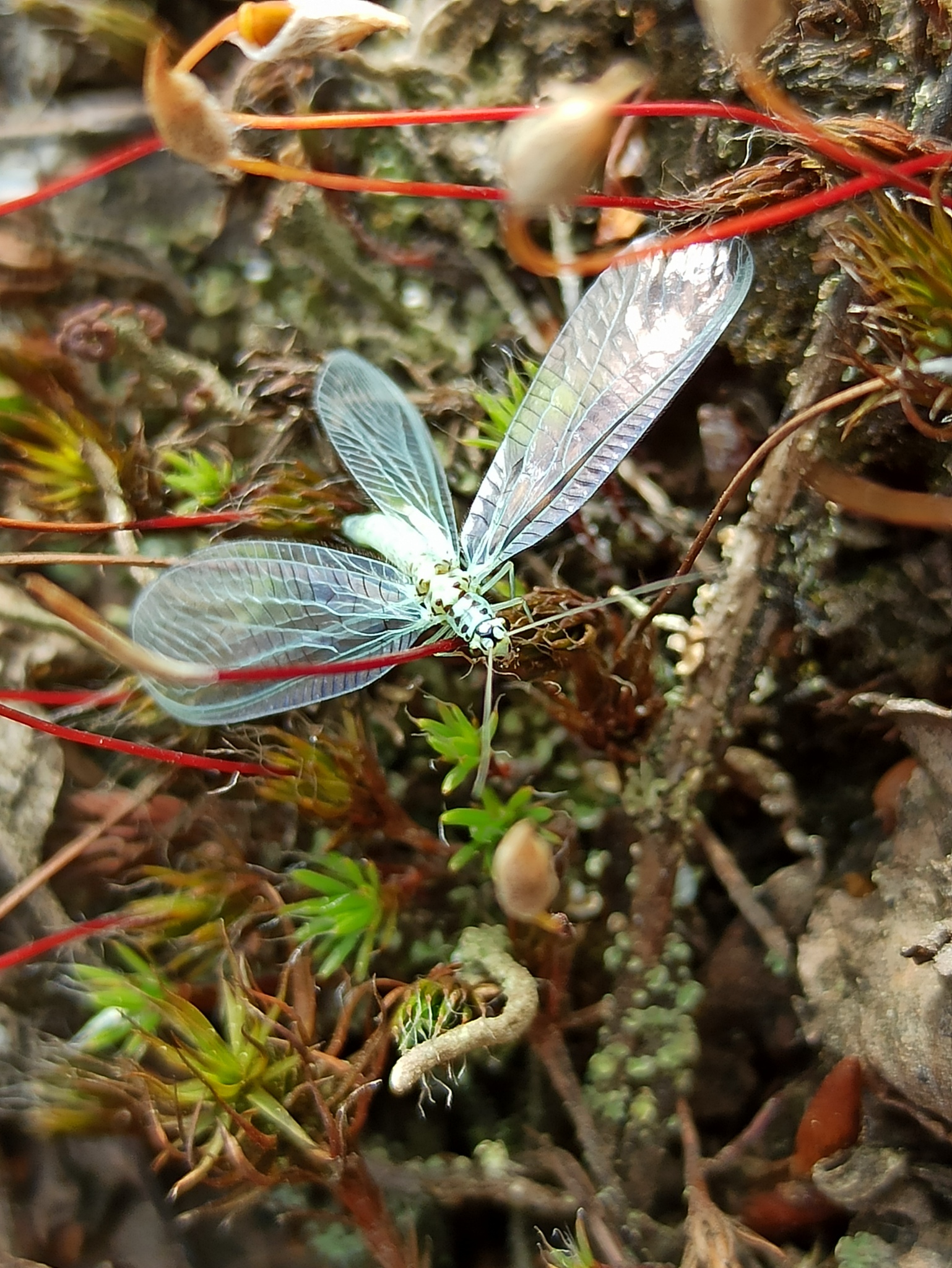 Chrysopa perla (Linnaeus, 1758)