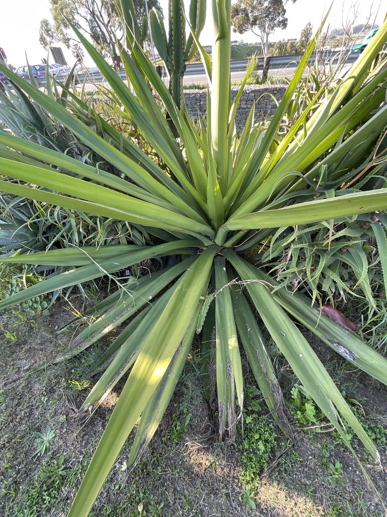 Mauritius hemp from Old Main Road, Macassar, WC, ZA on May 10, 2023 at ...