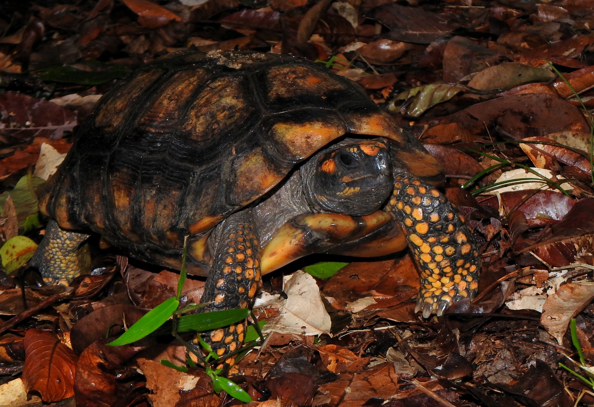 Chelonoidis denticulatus (Linnaeus, 1766)