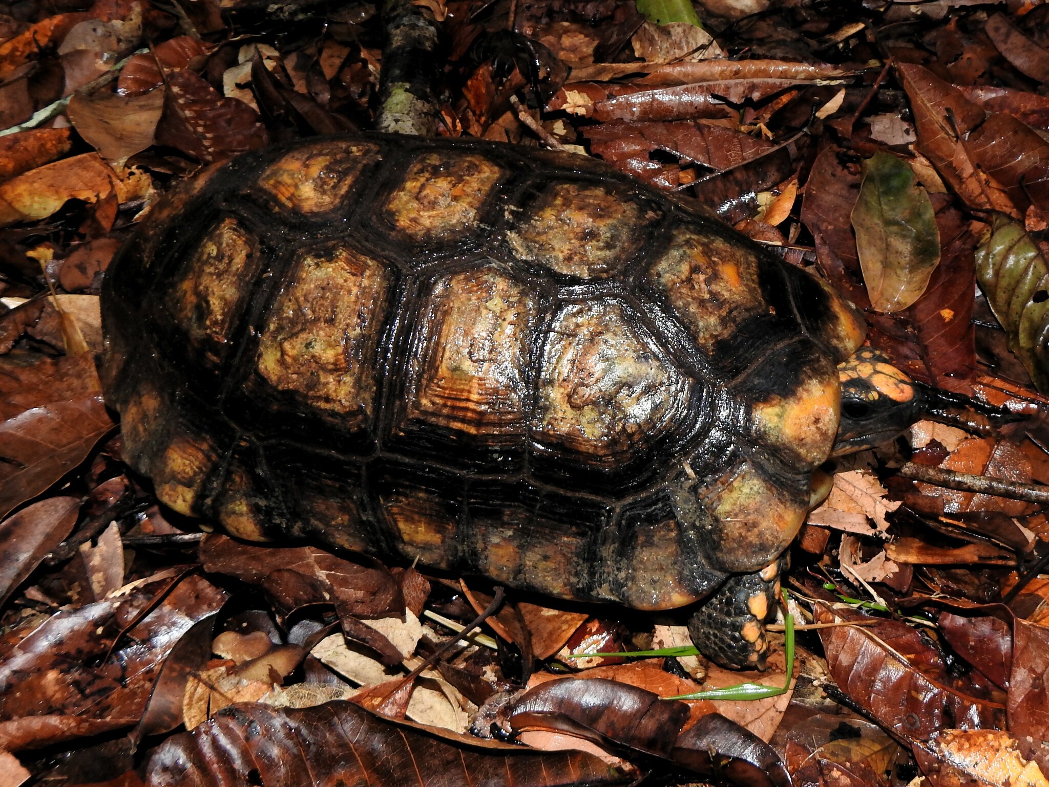 Chelonoidis denticulatus (Linnaeus, 1766)