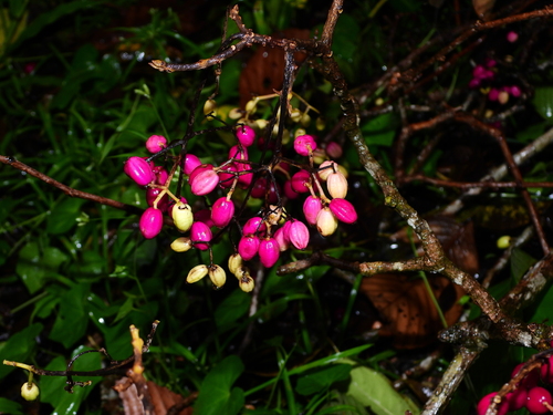 Guapira guianensis · iNaturalist