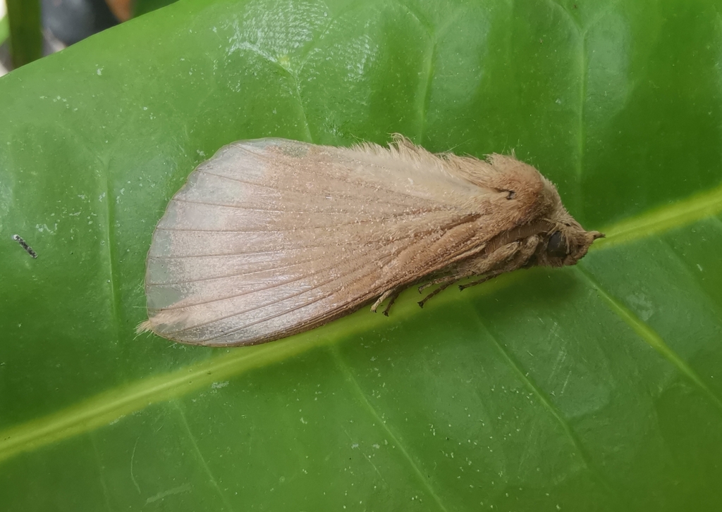 Kunugia burmensis from Montha Than Waterfall Trailhead on May 10, 2023 ...