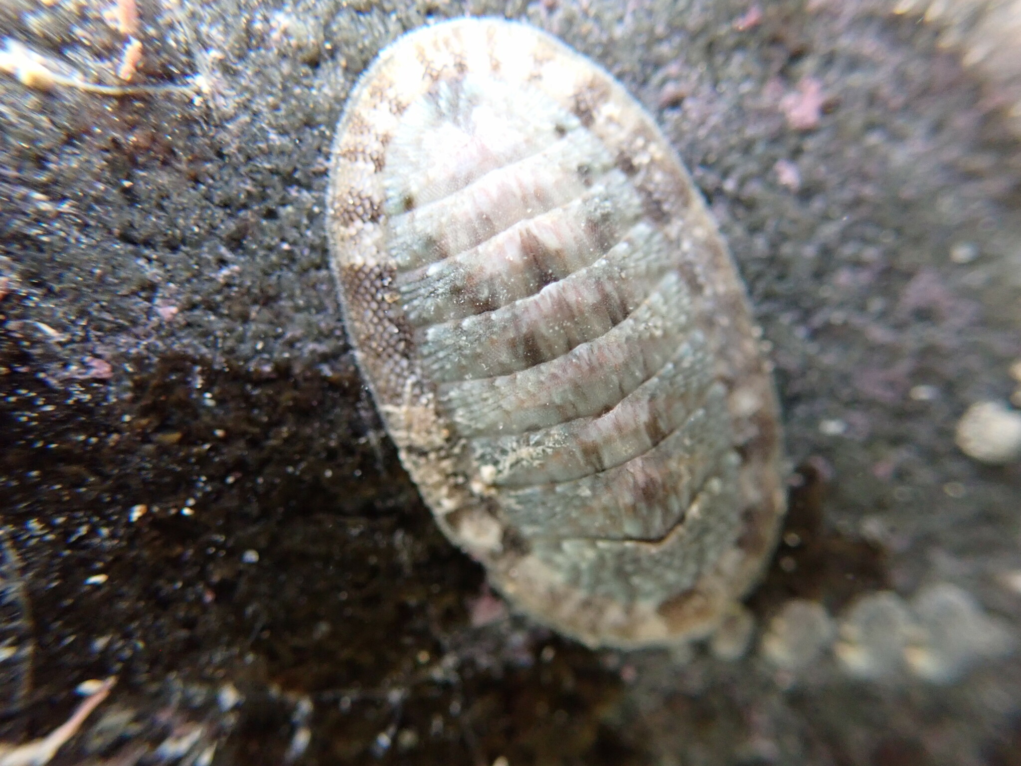 Ischnochiton comptus (A.Gould, 1859)