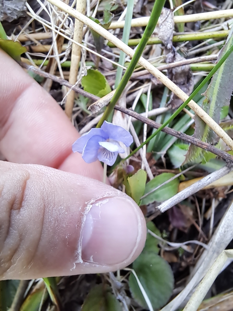 Labrador violet from Township Of Tarbutt, ON, Canada on May 10, 2023 at ...