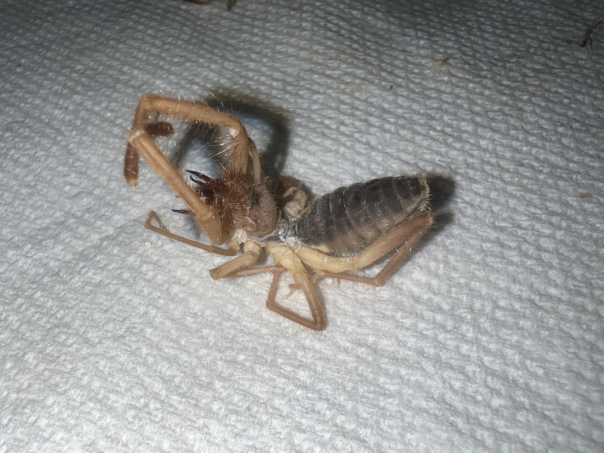 Solifugae