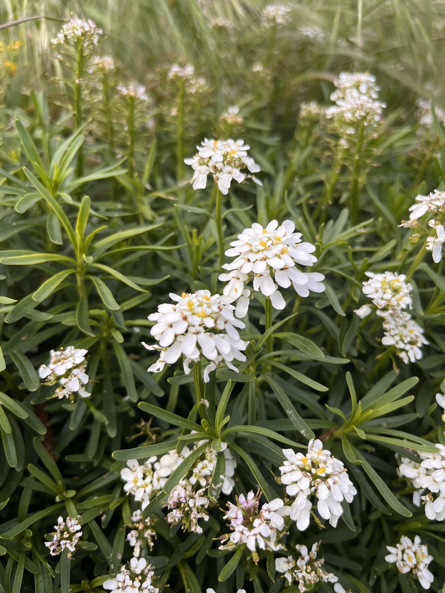 Iberis sempervirens L.