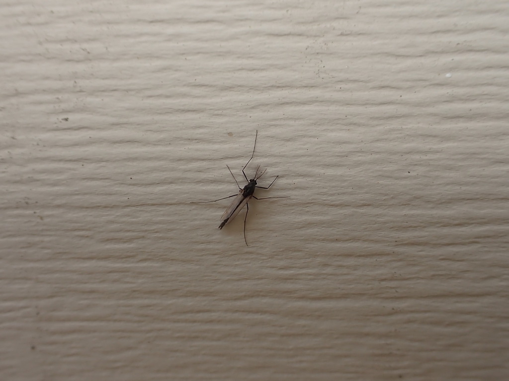 Non-biting Midges from Douglasdale, Calgary, AB T2Z, Canada on May 9 ...