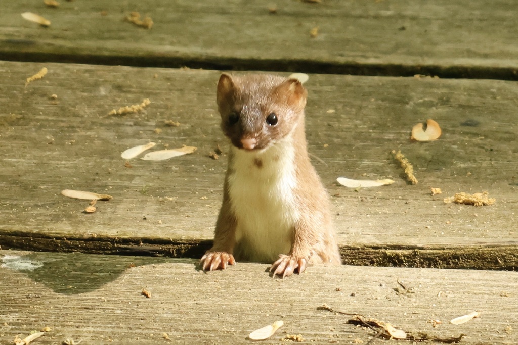 Long-tailed Weasel from Basking Ridge, Bernards, NJ 07920, USA on May ...