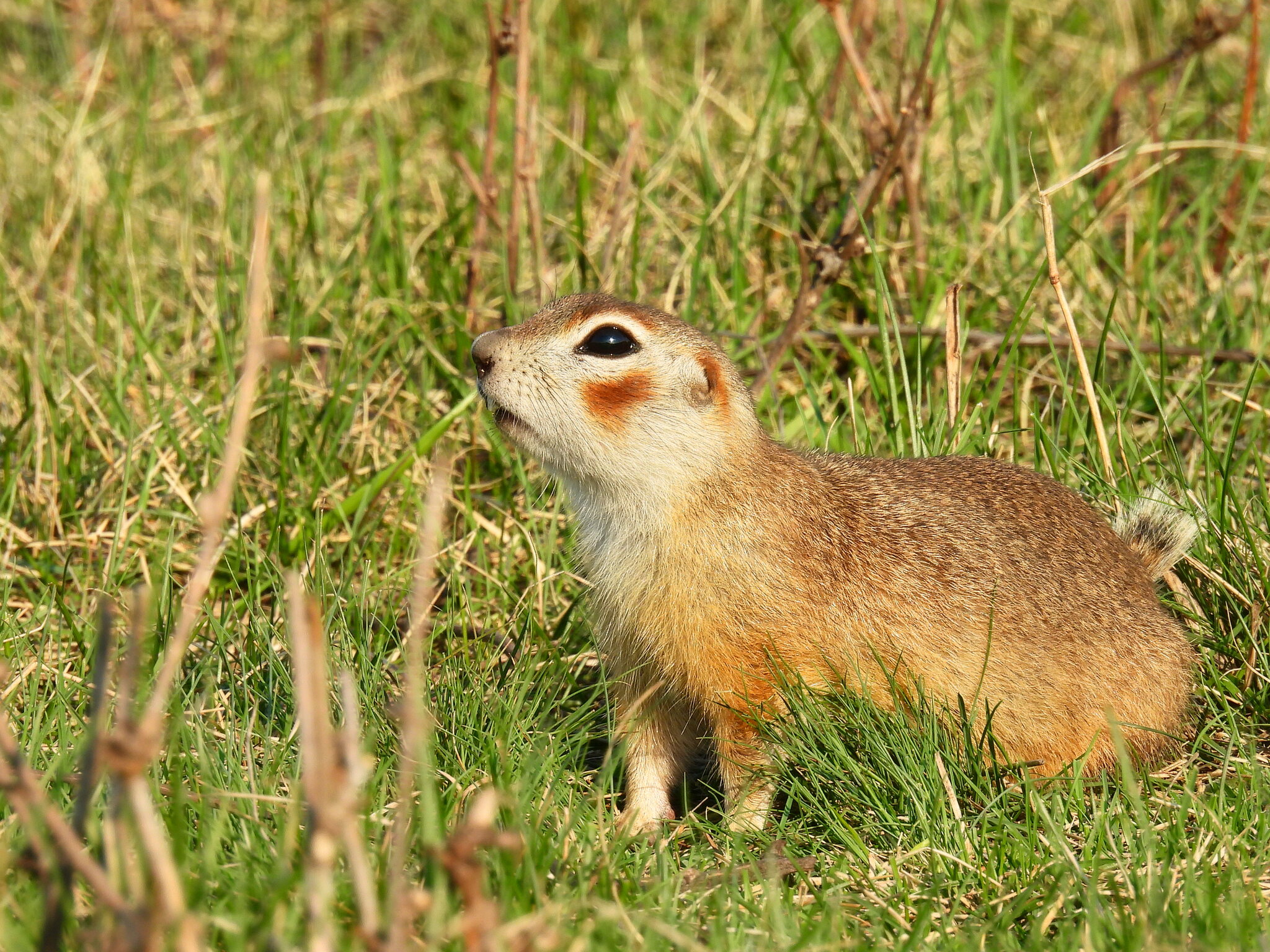 Spermophilus erythrogenys Brandt, 1841