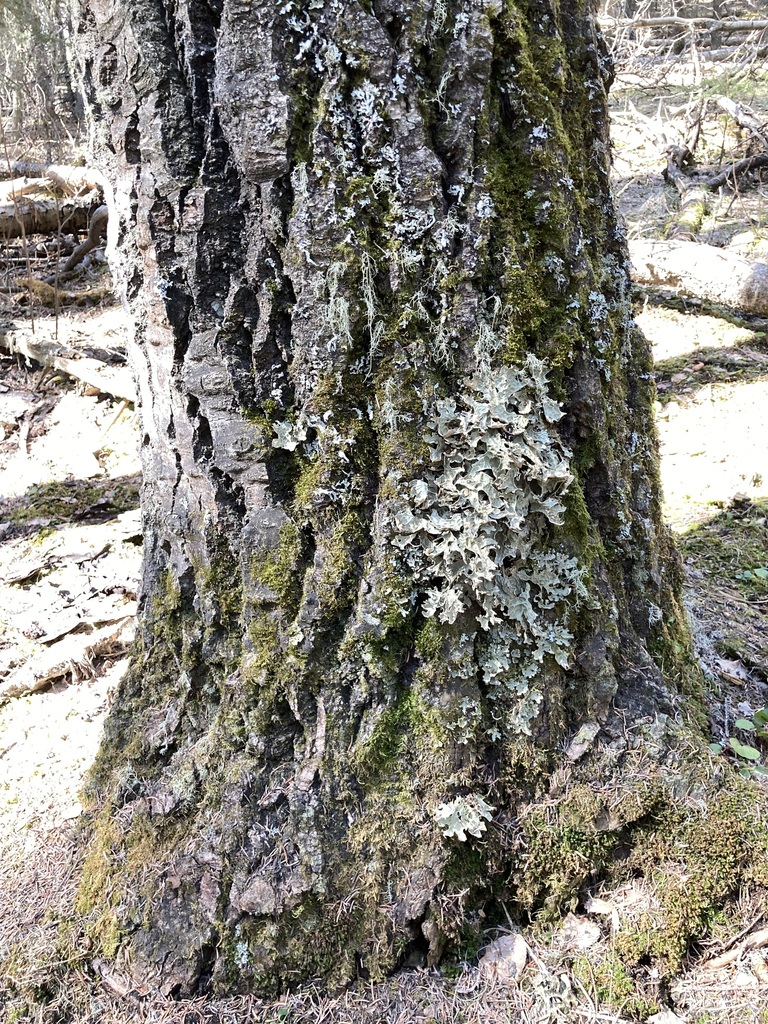 Tree Lungwort from Kananaskis, AB T0L, Canada on May 3, 2023 at 10:49 ...