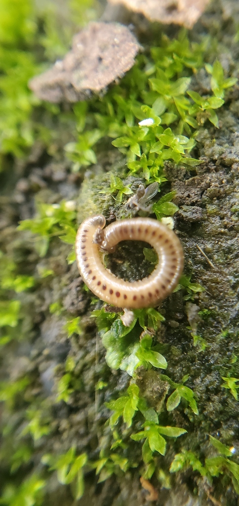Round-backed Millipedes from Will County, IL, USA on May 9, 2023 at 01: ...