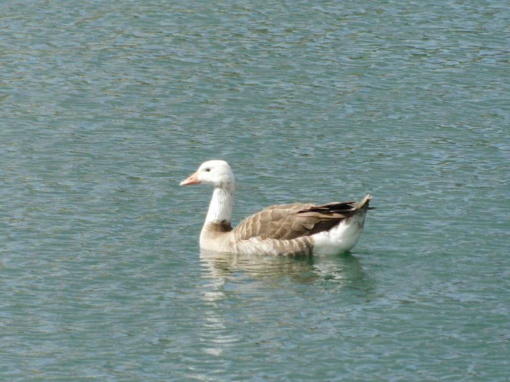 Grey Geese from Ryde PO33, UK on May 10, 2023 at 10:19 AM by Daniel J ...