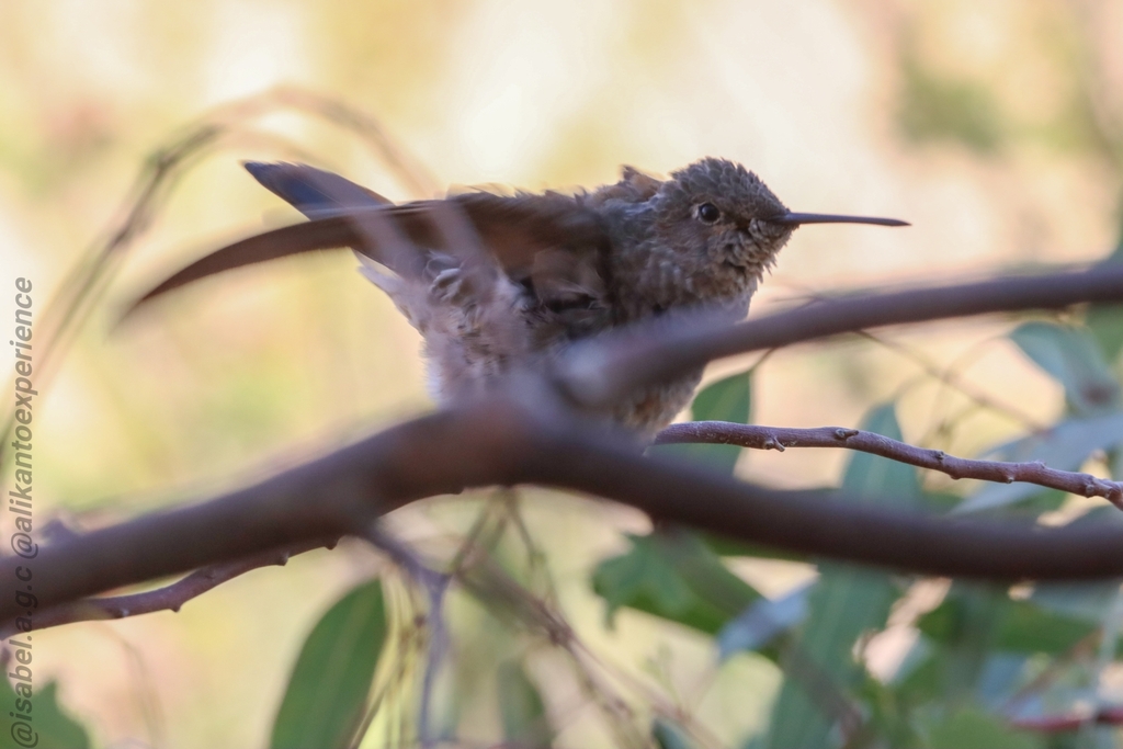 Giant Hummingbird from Monte Patria, Coquimbo, Chile on January 17 ...