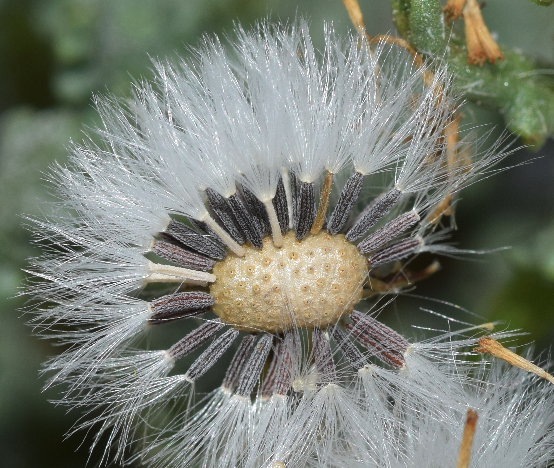 Senecio gallicus Chaix