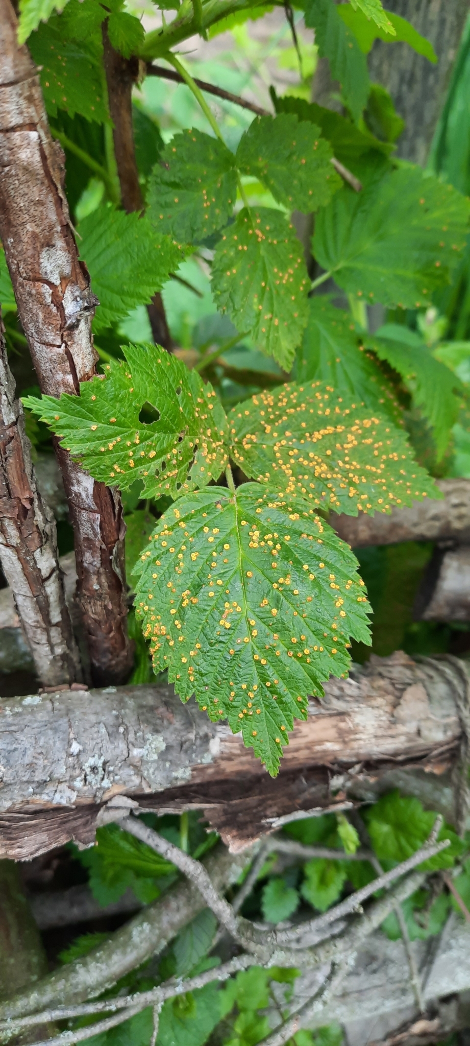 Phragmidium rubi-idaei - Himbeerrost