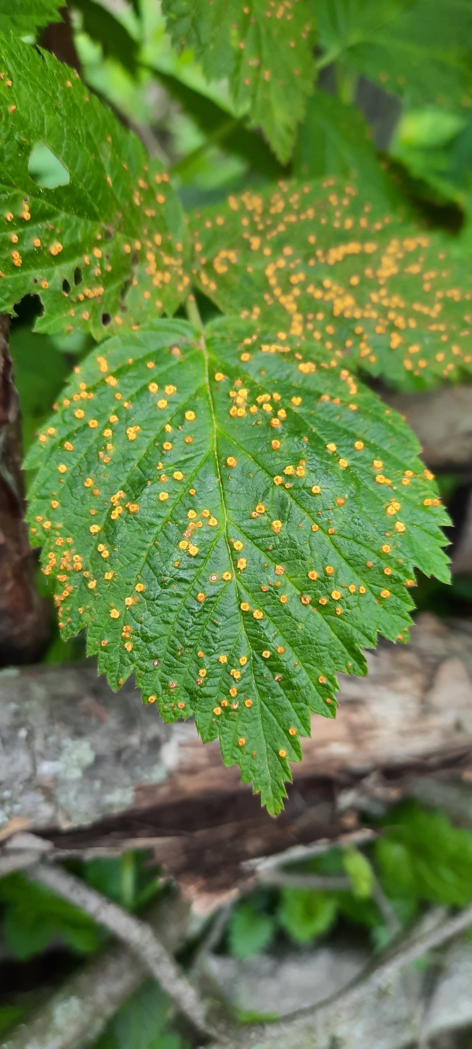 Phragmidium rubi-idaei - Himbeerrost