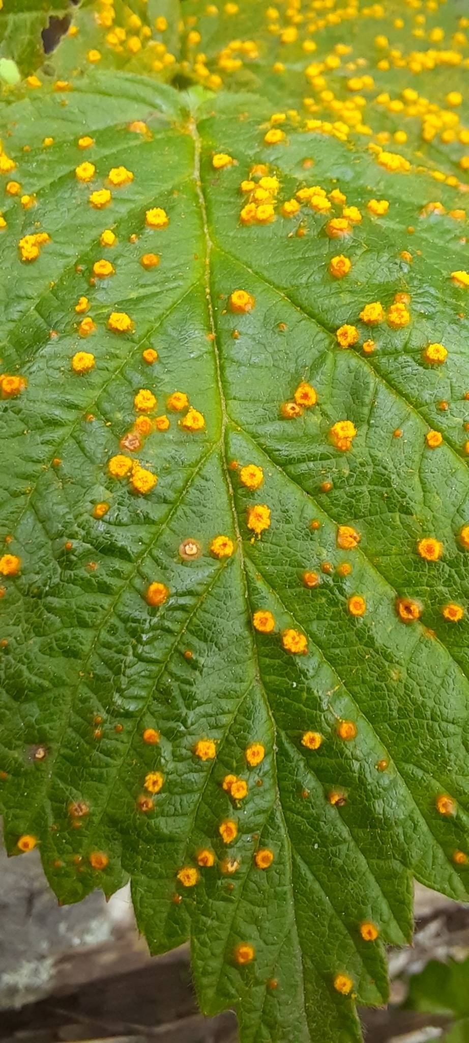 Phragmidium rubi-idaei - Himbeerrost
