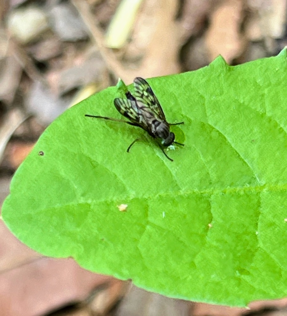 Lesser Variegated Snipe Fly from Greenbelt, MD, USA on May 10, 2023 at ...